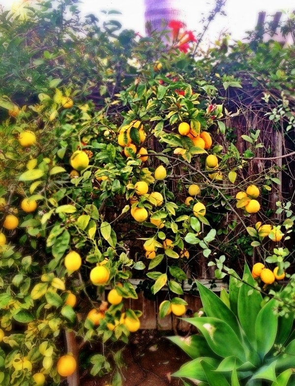 28 Fresh and Healthy Lemon Recipes You Need to Make! - EA Stewart, The ...